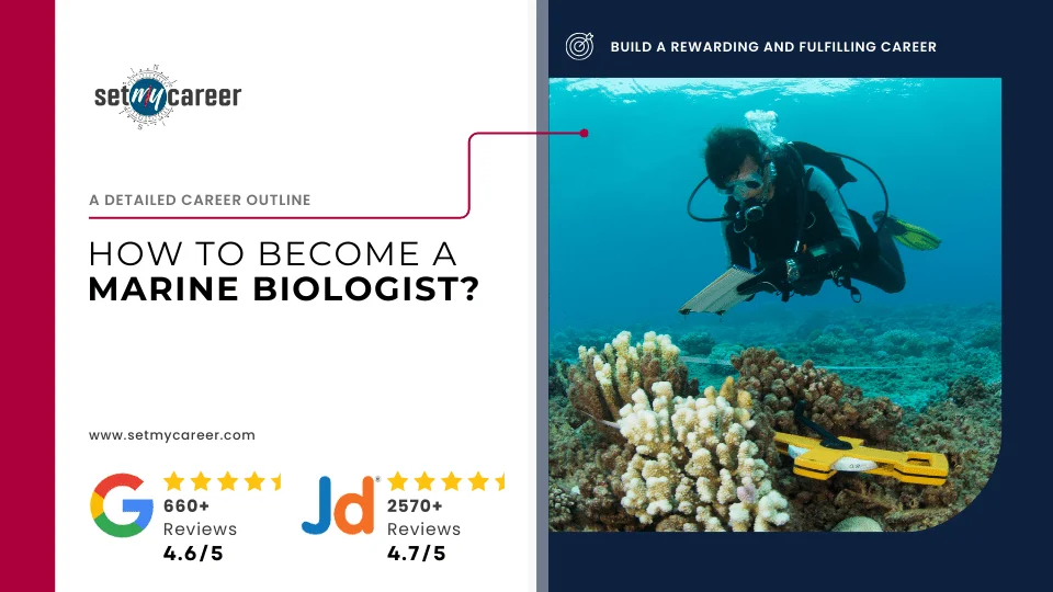 How to Become a Marine Biologist?